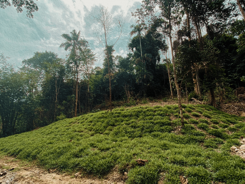EcoTree Camp - Campsite Booking | Semungkis, Hulu Langat